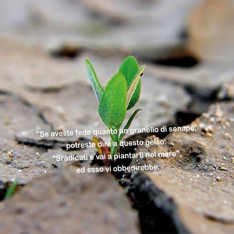 XXVII DOMENICA DEL TEMPO ORDINARIO (anno C) - Diocesi di Cassano all'Jonio